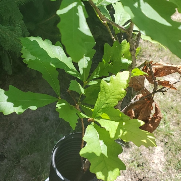 OAK | Other | Baby Oak Tree | Poshmark